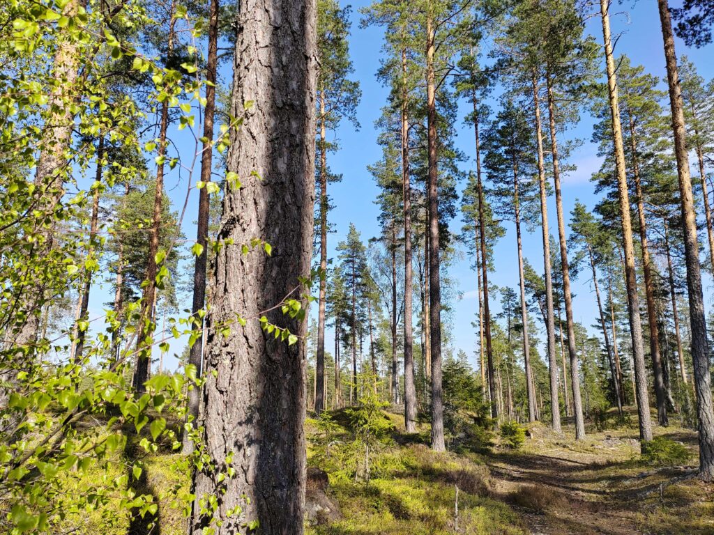 Helatorstai vaikuttaa aukioloaikoihin ja jätteenkuljetuksiin ...